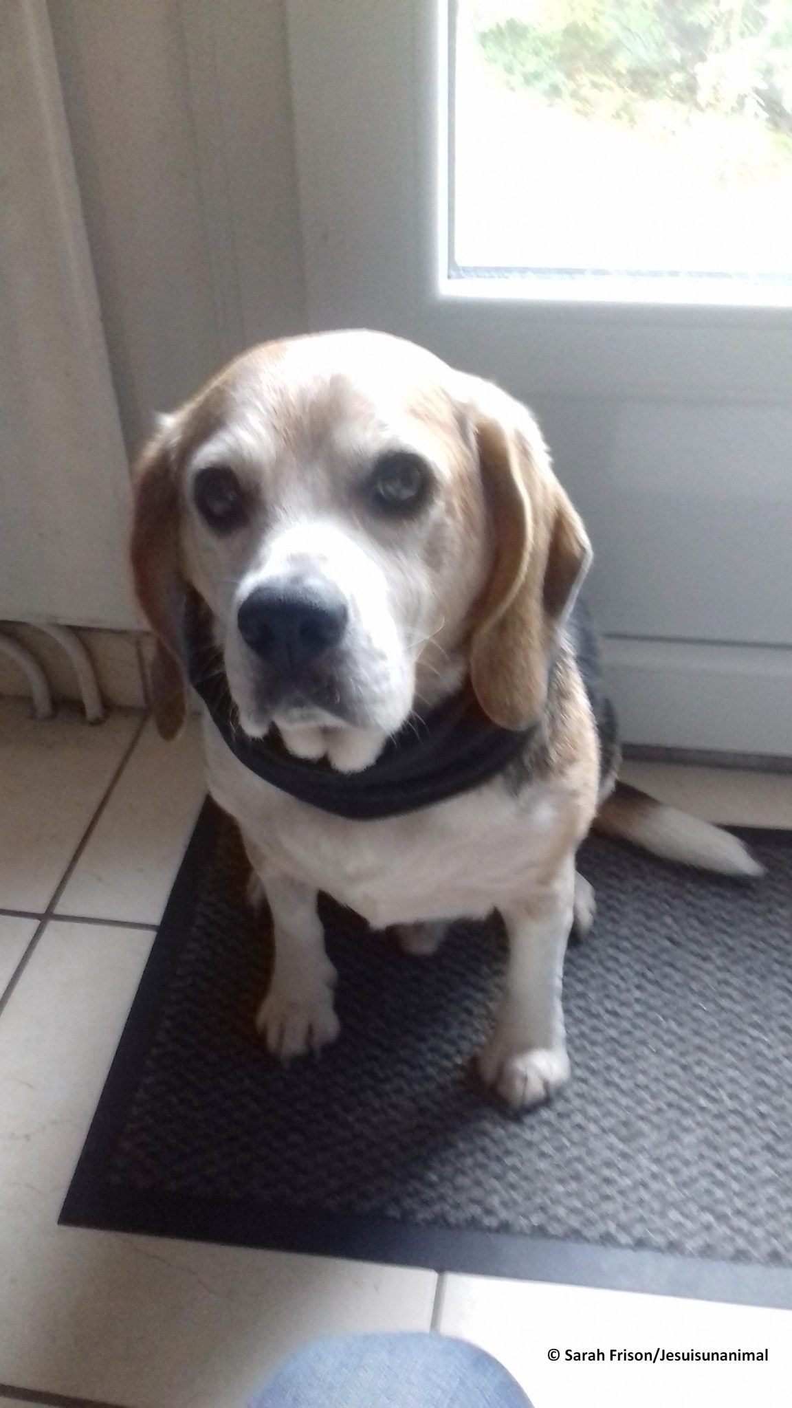 Traitement de la dermatite atopique chez le chien - Je suis un Animal