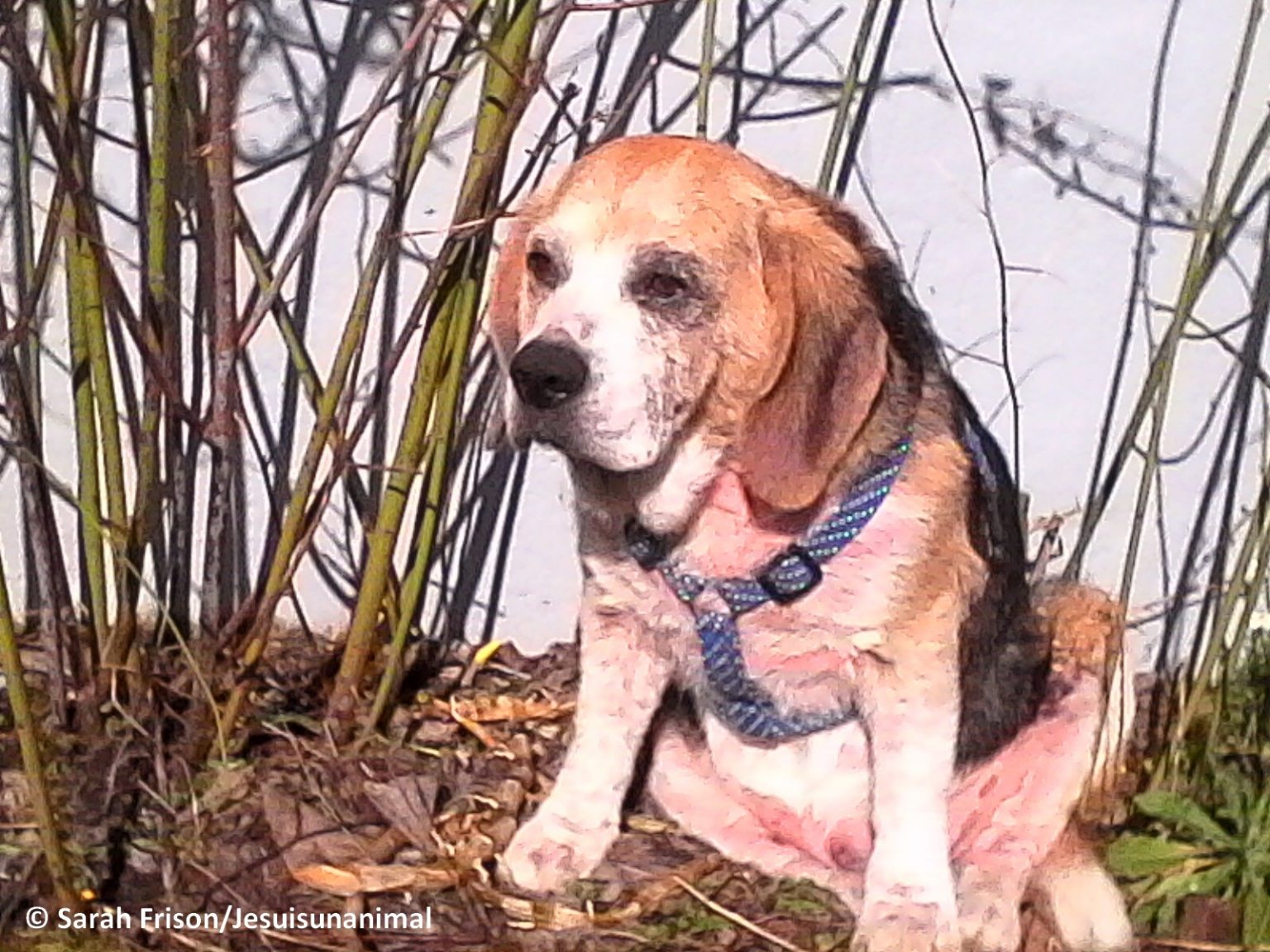 Traitement de la dermatite atopique chez le chien - Je suis un Animal
